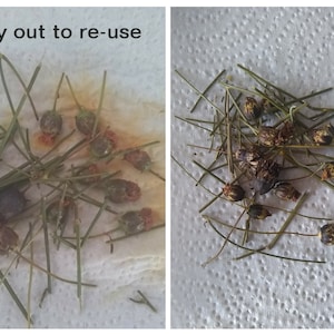 Cota-navajo Tea-hopi-greenthread-wildcrafted-taos NM - Etsy