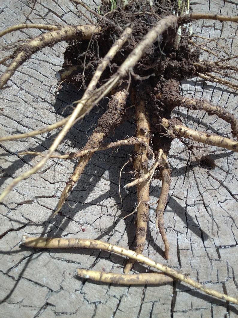 Marshmallow Root Cough Syrup-taos New Mexico-2oz - Etsy