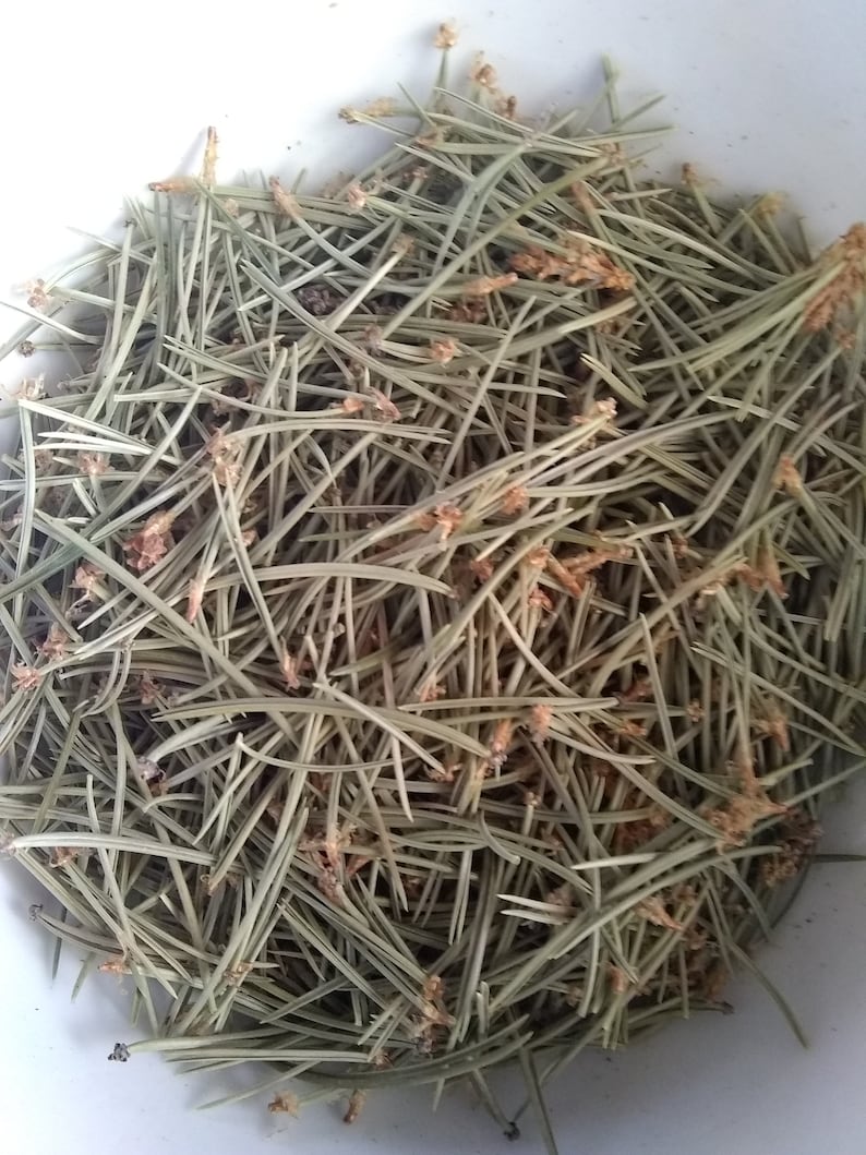 Piñon Pine Needles-dried/fresh/fresh Cut Boughs-pine Needle Tea-incense ...