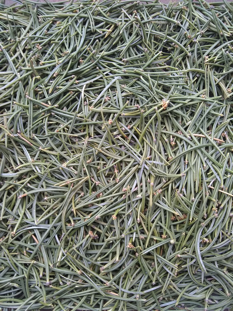 Piñon Pine Needles-dried/fresh/fresh Cut Boughs-pine Needle - Etsy ...