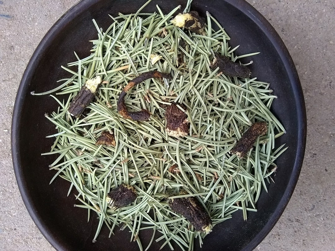 Pine Needle & Osha Tea-osha Root-bear Root-piñon Pine - Etsy
