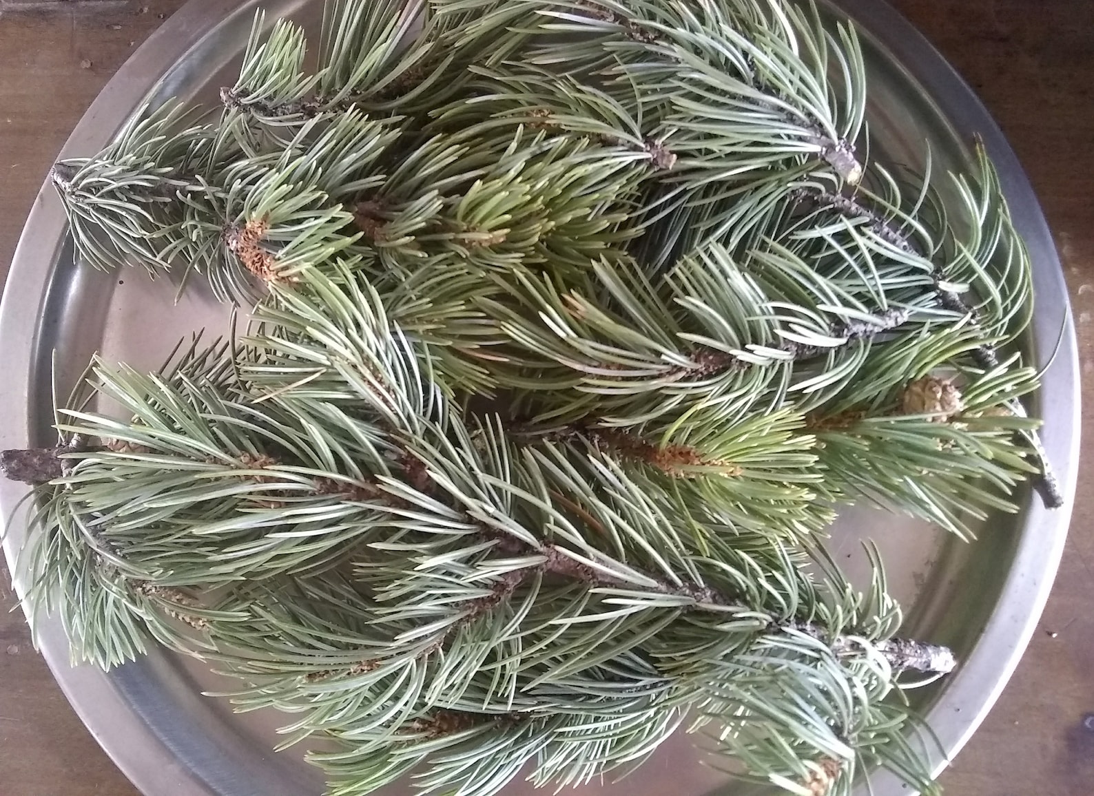 Piñon Pine Needles-dried/fresh/fresh Cut Boughs-pine Needle Tea-incense ...