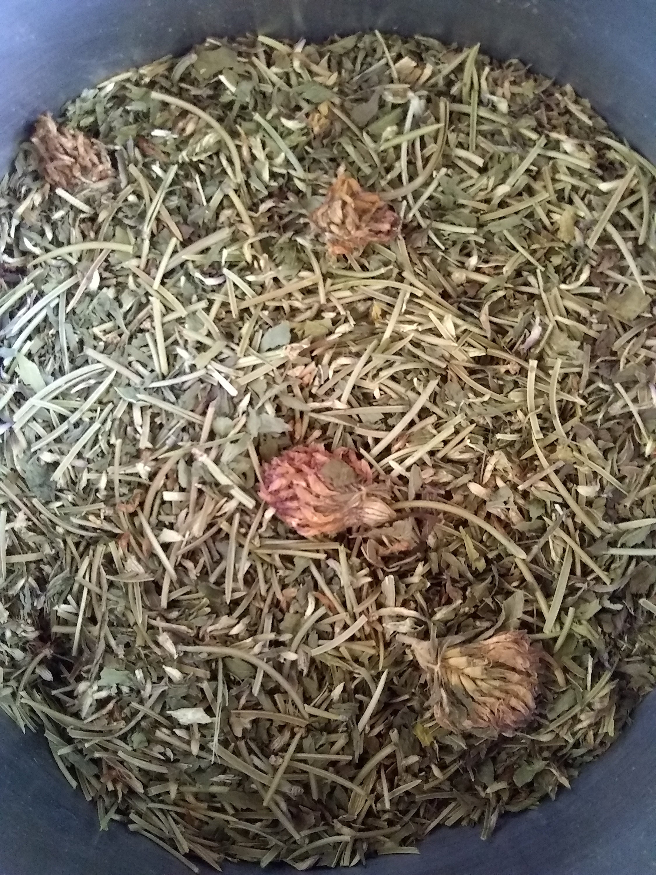 Piñon Pine Needle TEA Blend-Pine Needle tea-Red - Etsy México