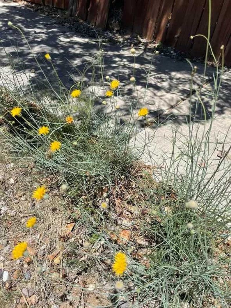 Cota Extract-navajo Tea-liquid Glycerin Extract-wild Crafted - Etsy