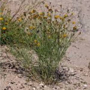 Cota-navajo Tea-hopi-greenthread-wildcrafted-taos NM - Etsy