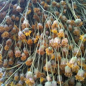 Cota-navajo Tea-hopi-greenthread-taos NM - Etsy