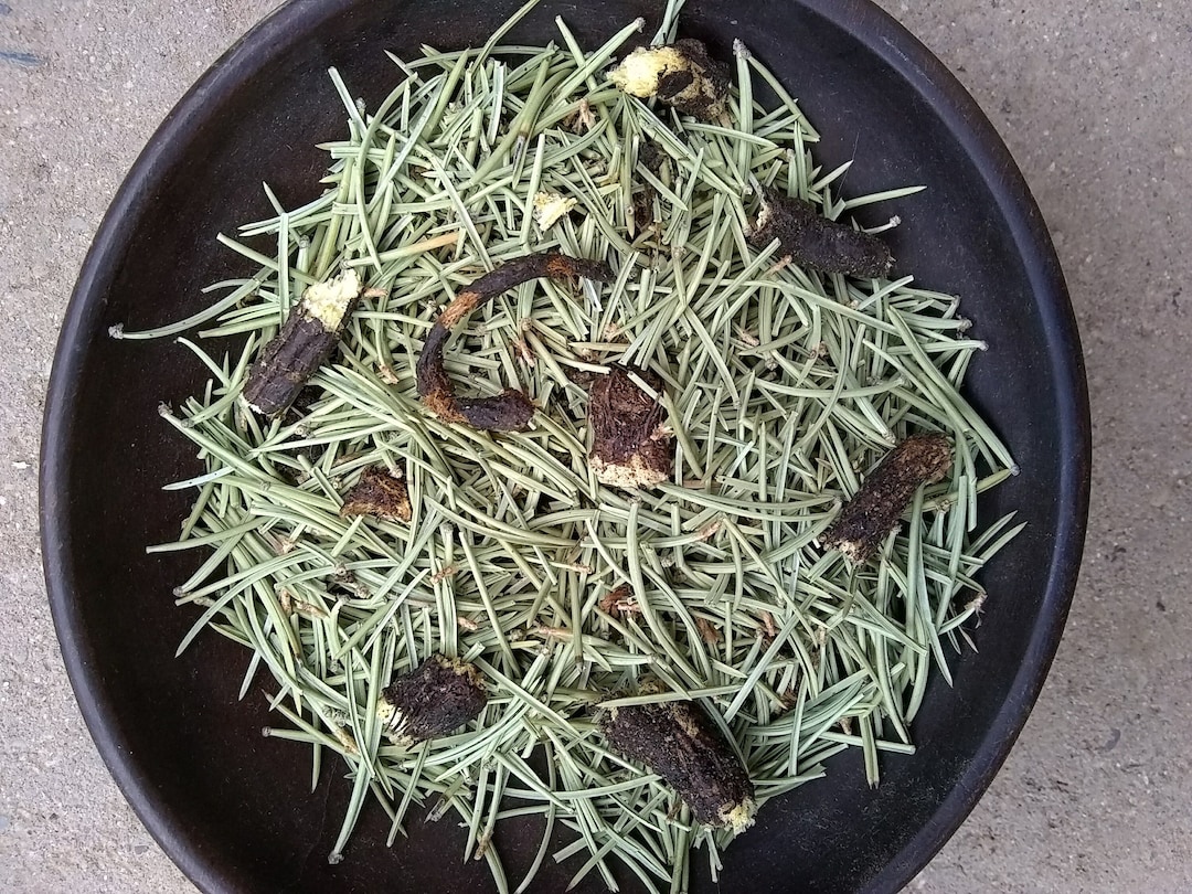Pine Needle & Osha TEA-Osha Root-Bear Root-Piñon Pine - Etsy Österreich