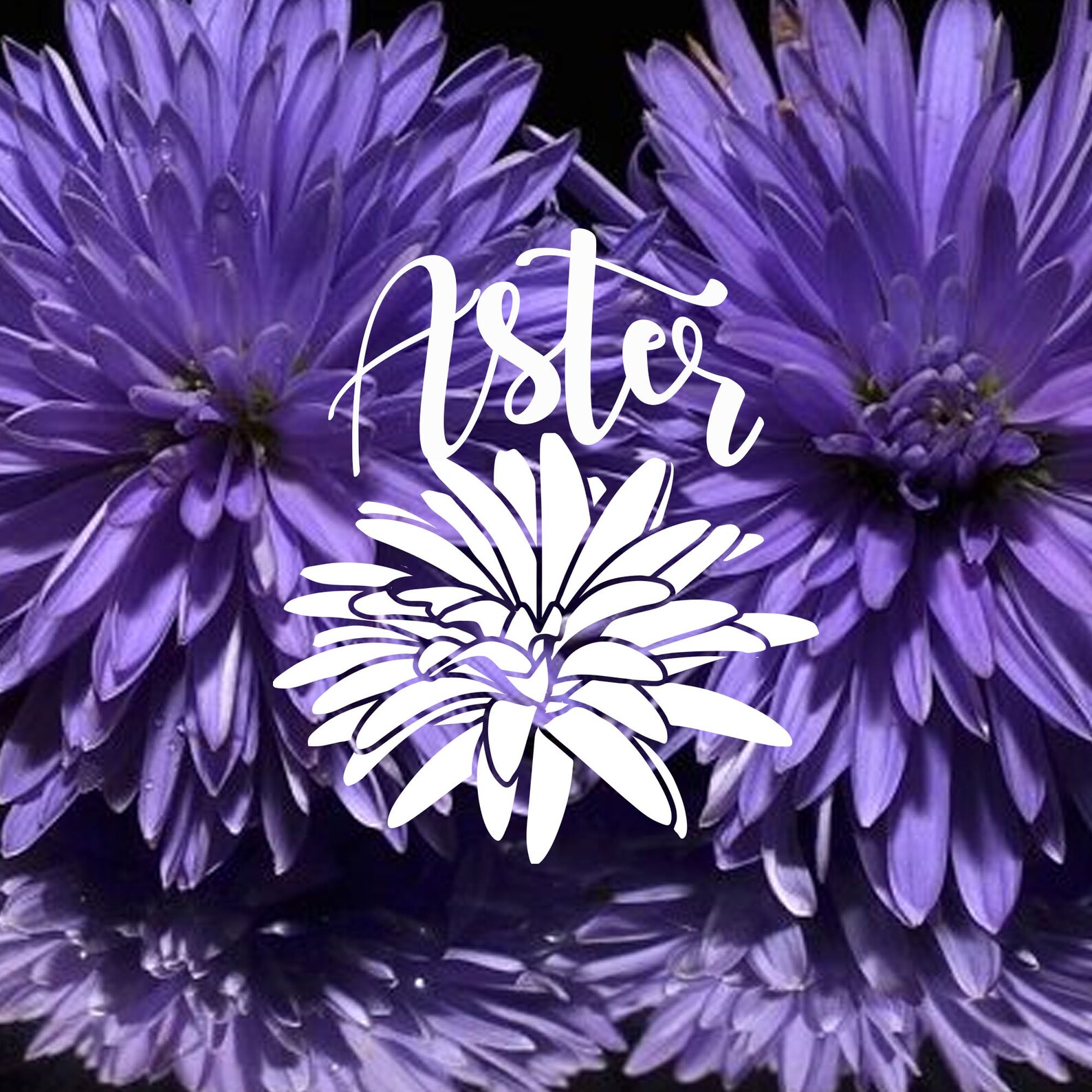 Aster Flower Name Vinyl Decal-sticker-custom - Etsy