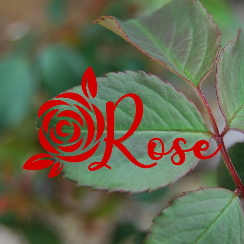 Rose Flower Name Vinyl Decal - Etsy