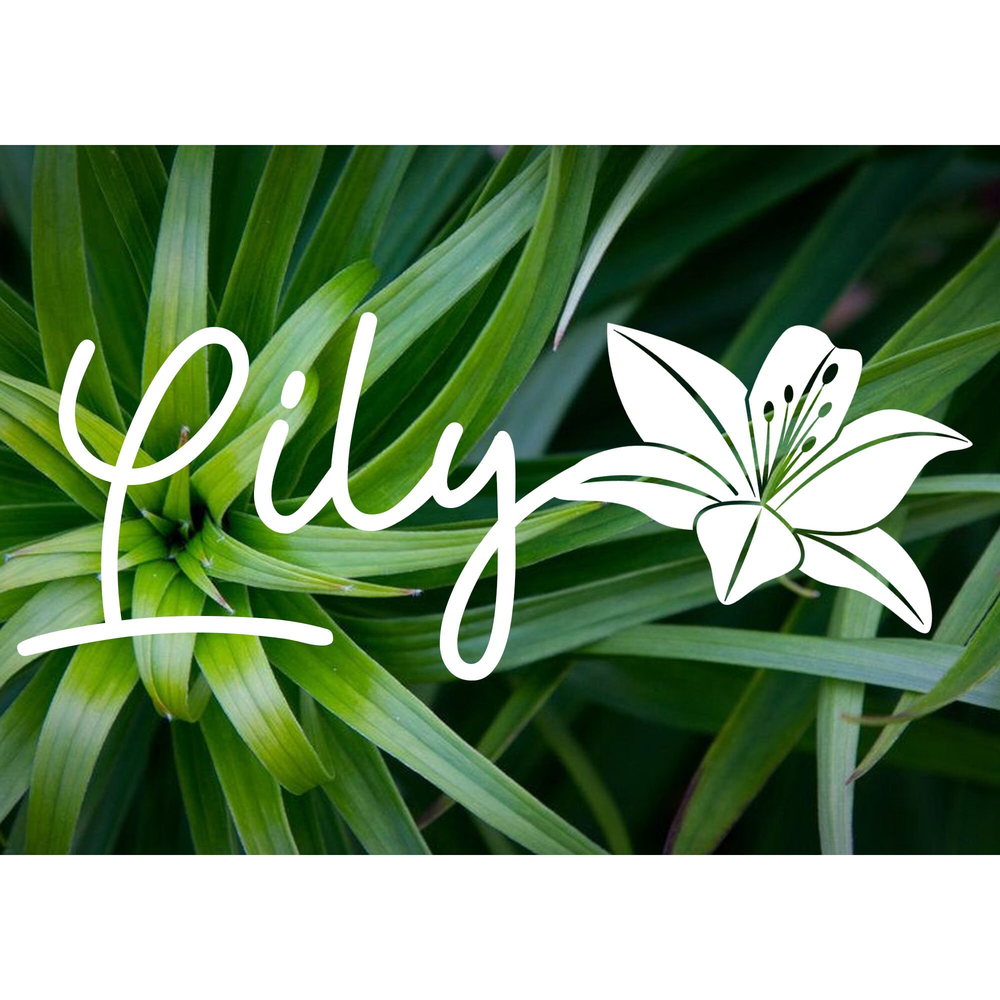 Lily Flower Name Vinyl Decal-sticker-custom - Etsy