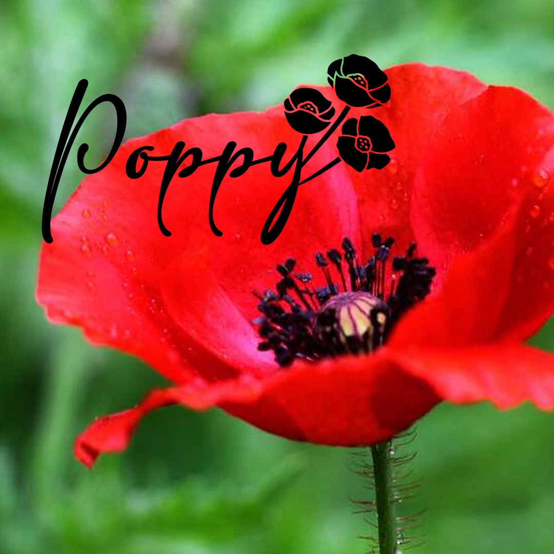 Poppy Flower Name Vinyl Decal - Etsy