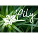 Lily Flower Name Vinyl Decal-sticker-custom - Etsy