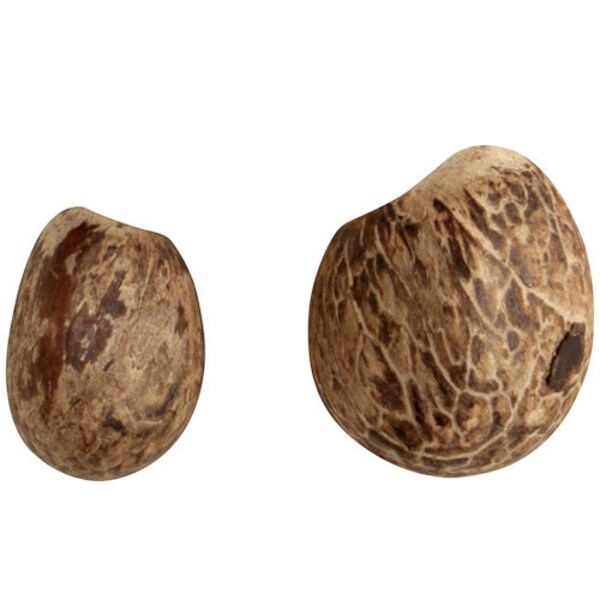 Tagua Nut Jewelry - Etsy