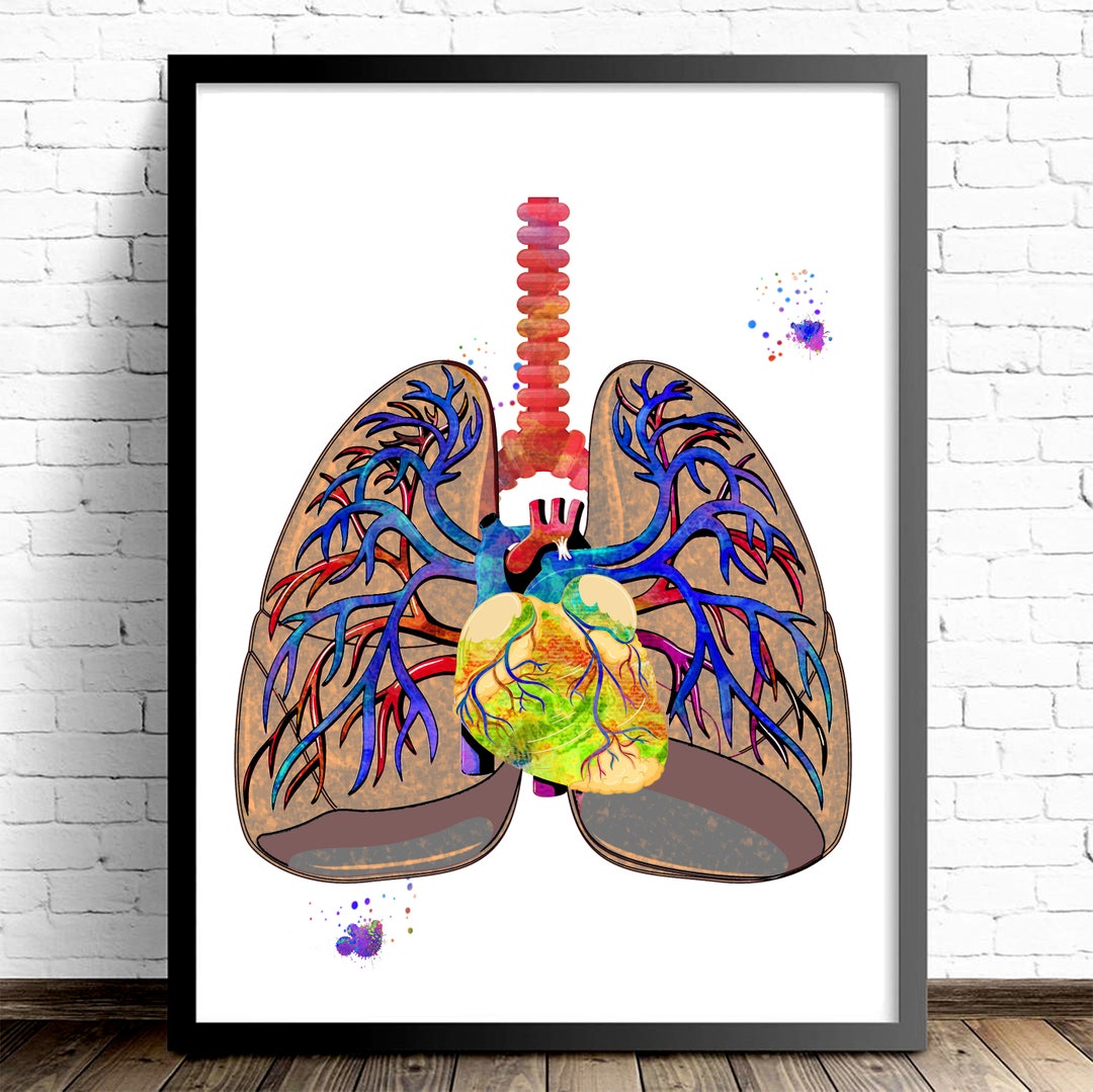 LUNGS and HEART Poster Print Cardiovascular and Respiratory System Art ...