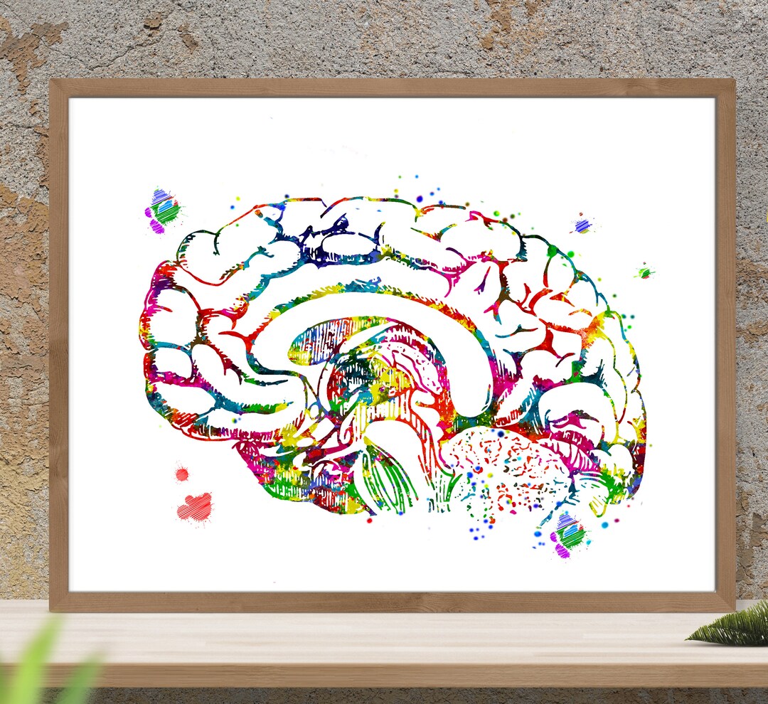 ANATOMY BRAIN Human Brain Sagittal View Cross Section Watercolor Print ...