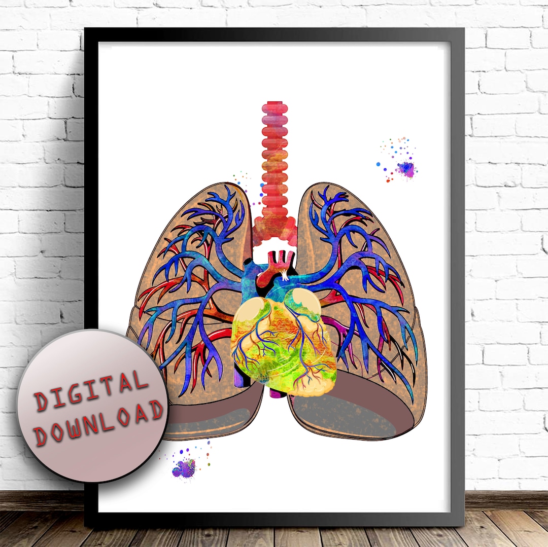 LUNGS and HEART Poster Print Cardiovascular and Respiratory System Art ...