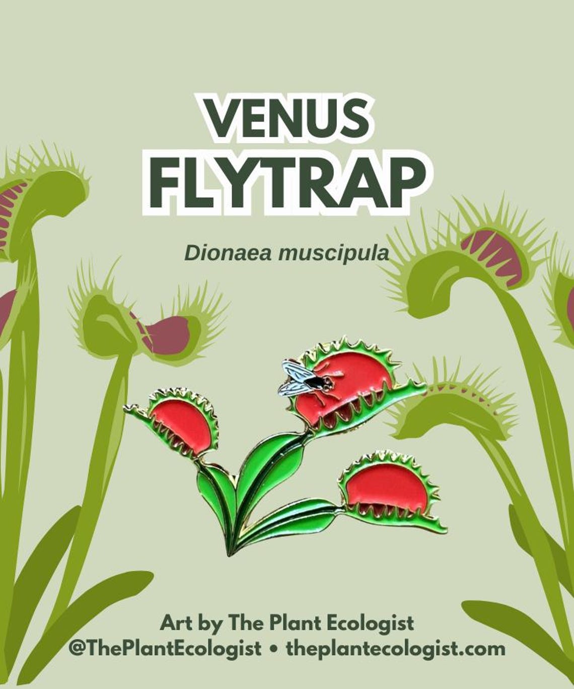 Venus Flytrap Enamel Pin - North Carolina Native Plant - Etsy