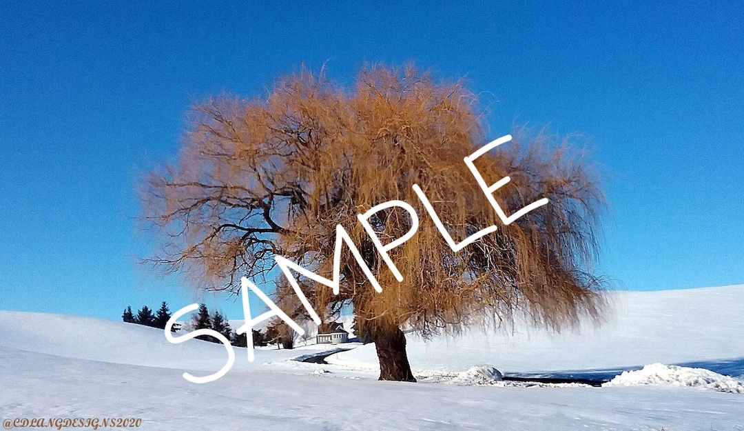 8x10 Willow Tree in Winter, Palouse Washington - Etsy