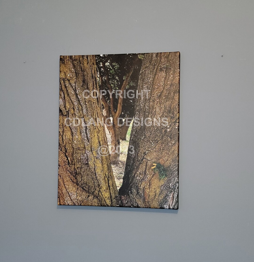 What's Beyond? Tree Photograph and Canvas by Donna Langsett - Etsy
