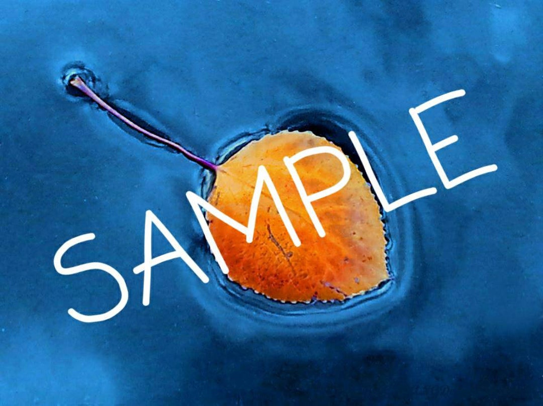 5x7 Photo Print Floating Leaf - Etsy