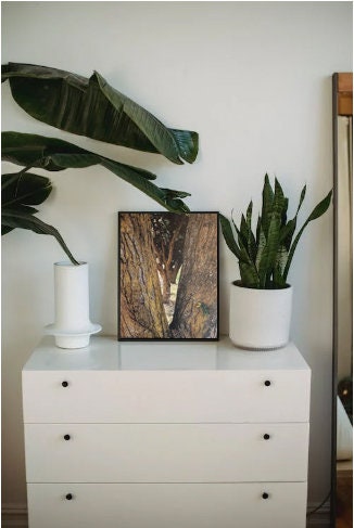 What's Beyond? Tree Photograph and Canvas by Donna Langsett - Etsy