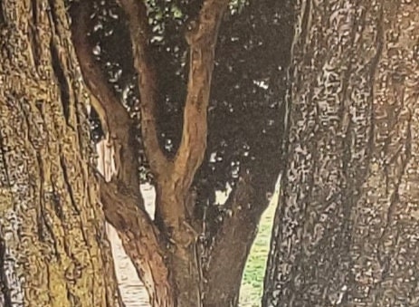 What's Beyond? Tree Photograph and Canvas by Donna Langsett - Etsy