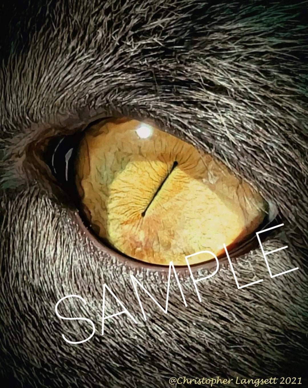 Cats Eye - Etsy