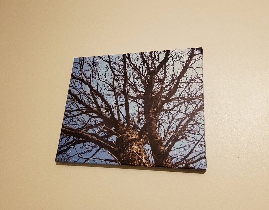 Branching Out 11 X 14 Canvas Print - Etsy