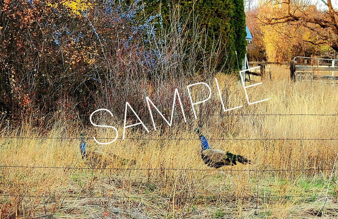 Peacocks in Autumn - Etsy