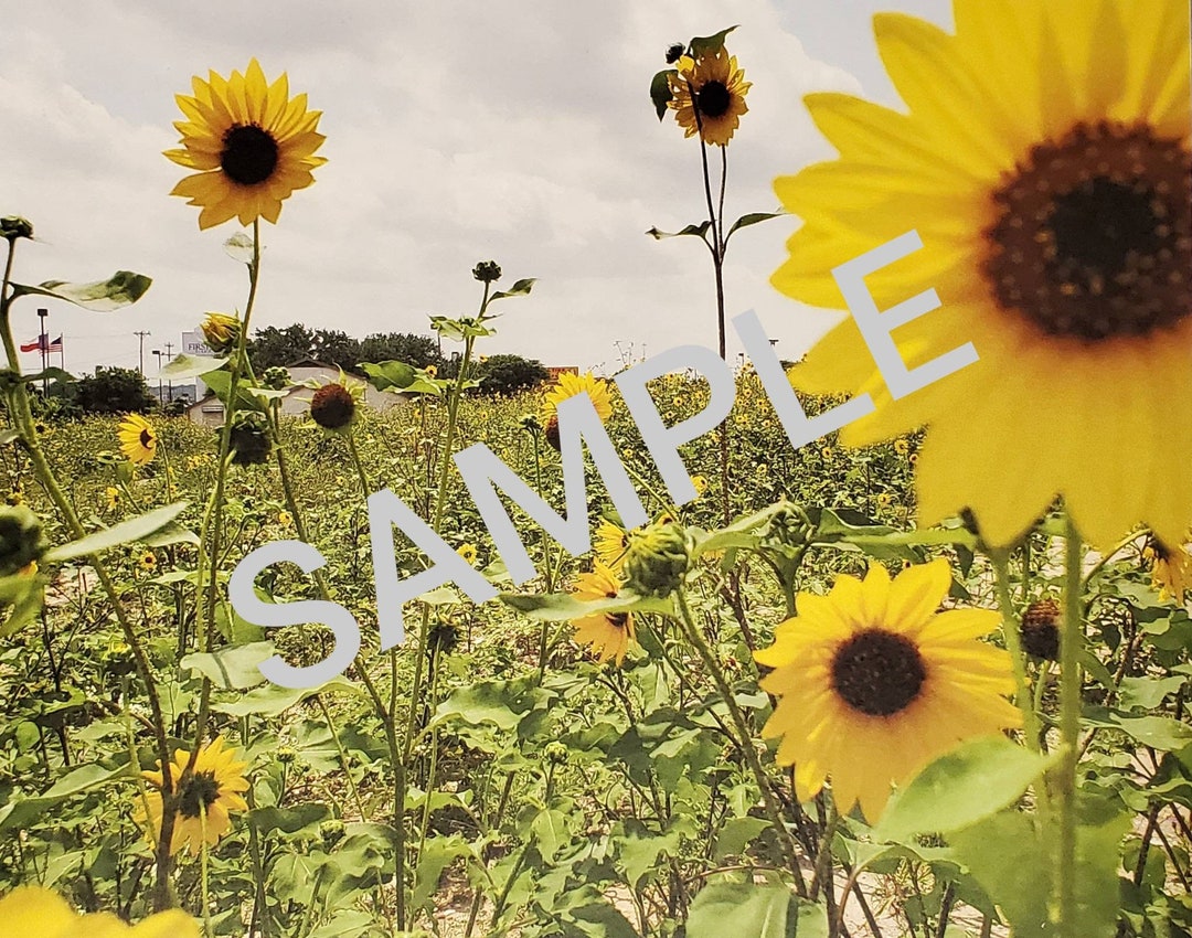 Sunflower Fields of Summer 8x10 Print - Etsy