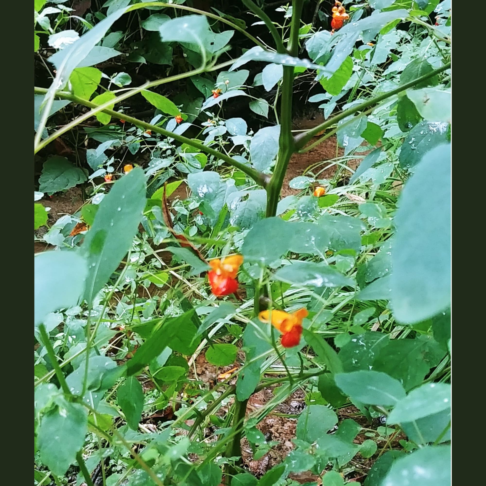 Orange Jewelweed Seeds: Impatiens Capensis - Touch-me-not - Etsy