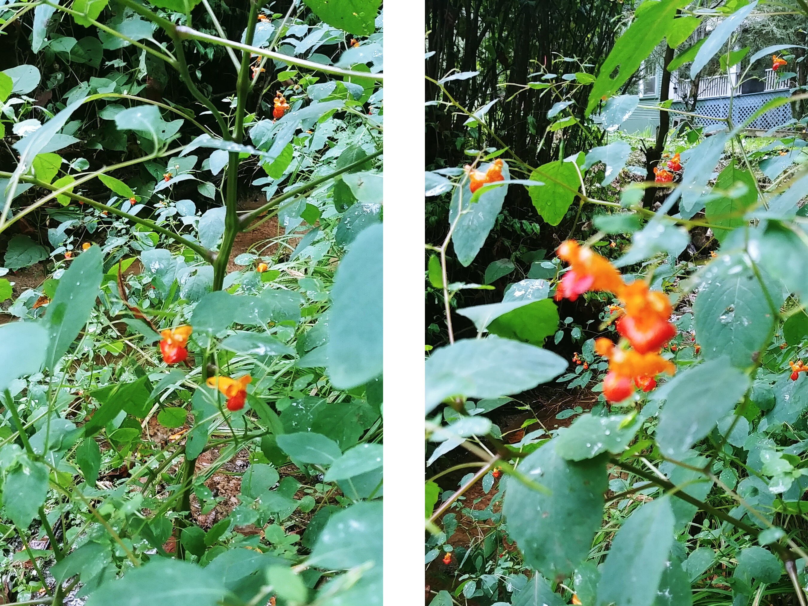 Orange Jewelweed Seeds. Impatiens Capensis Seeds. Grow Your - Etsy