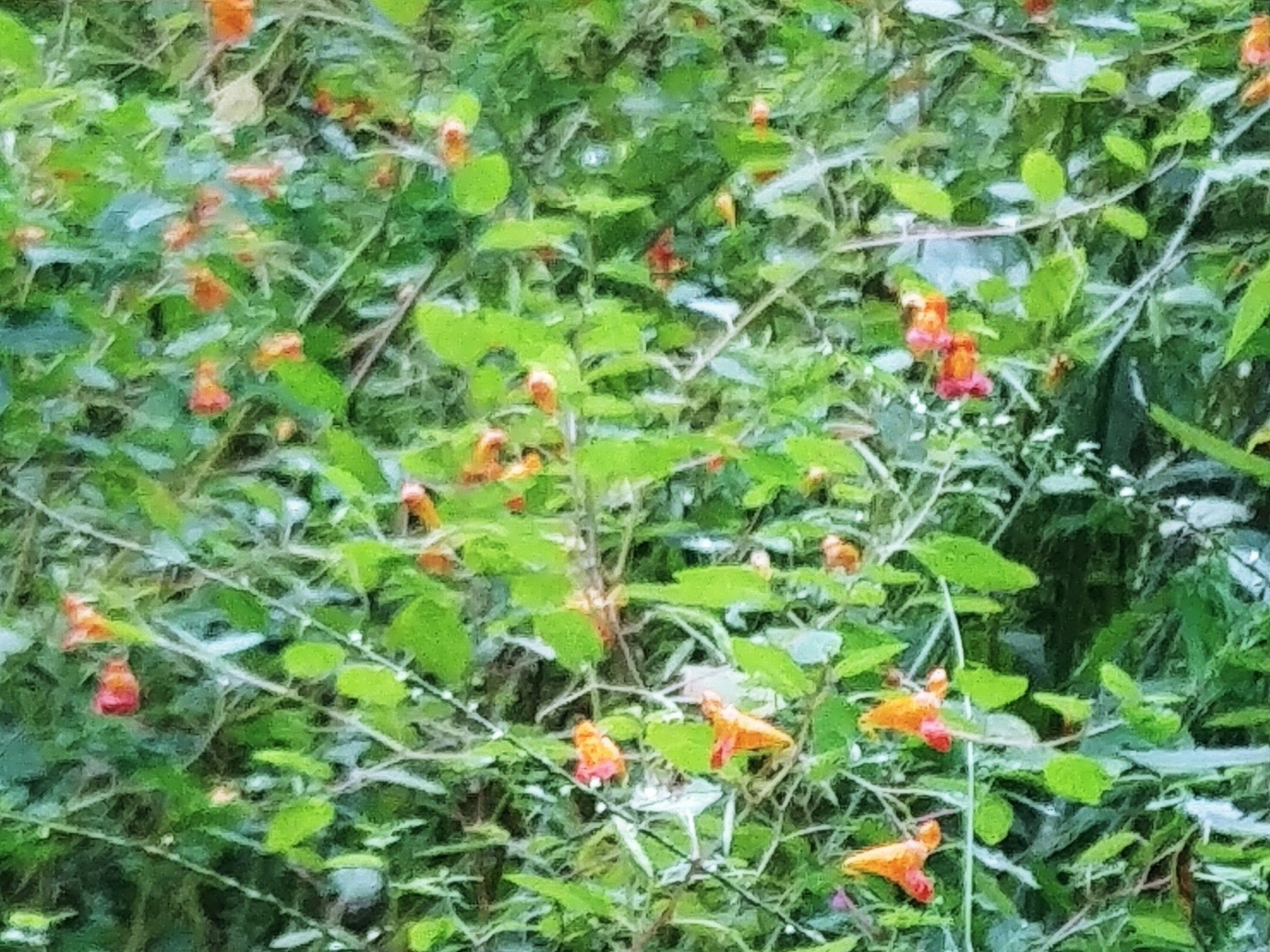 Orange Jewelweed Seeds. Impatiens Capensis Seeds. Grow Your - Etsy