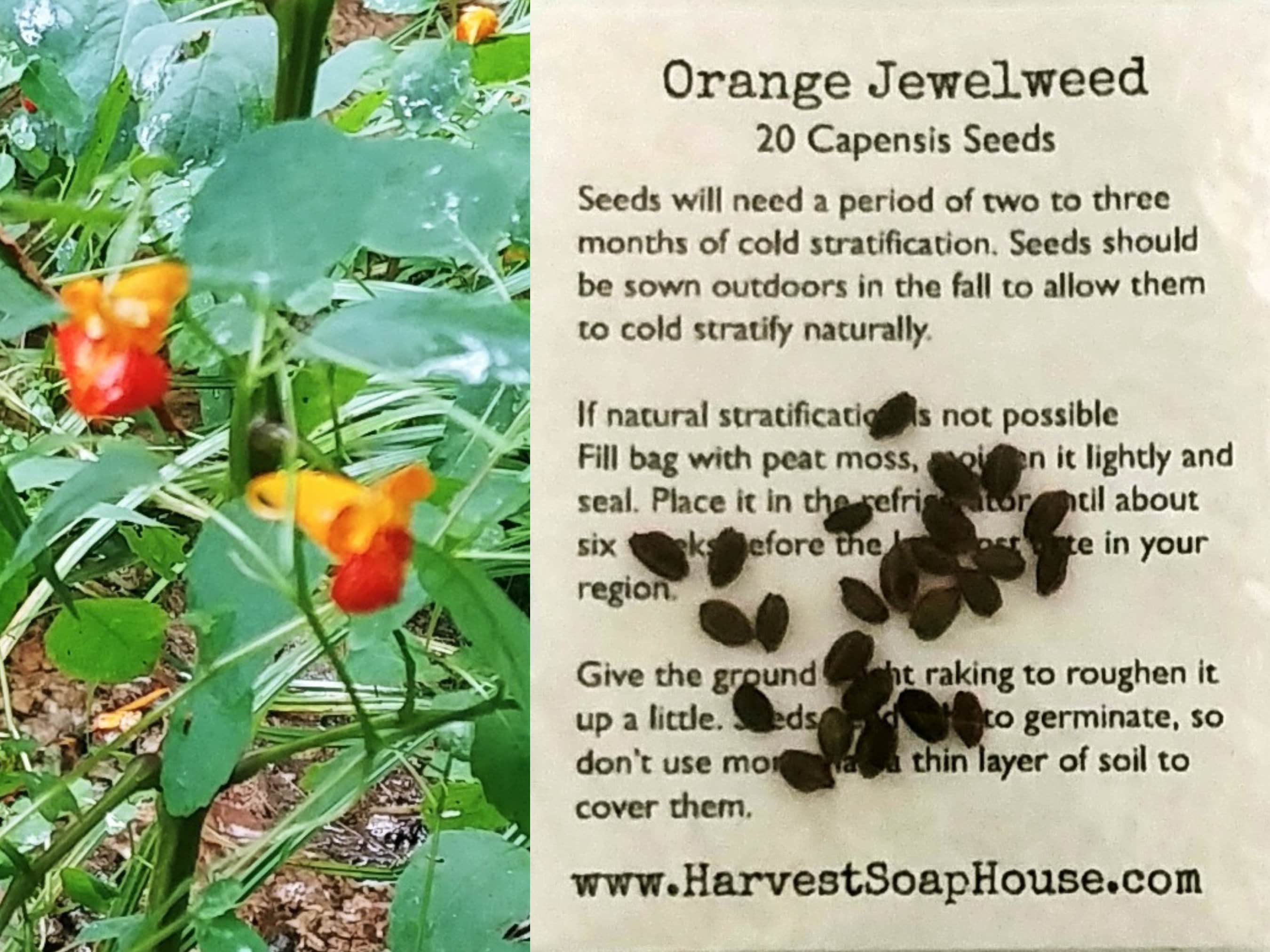 Orange Jewelweed Seeds. Impatiens Capensis Seeds. Grow Your - Etsy