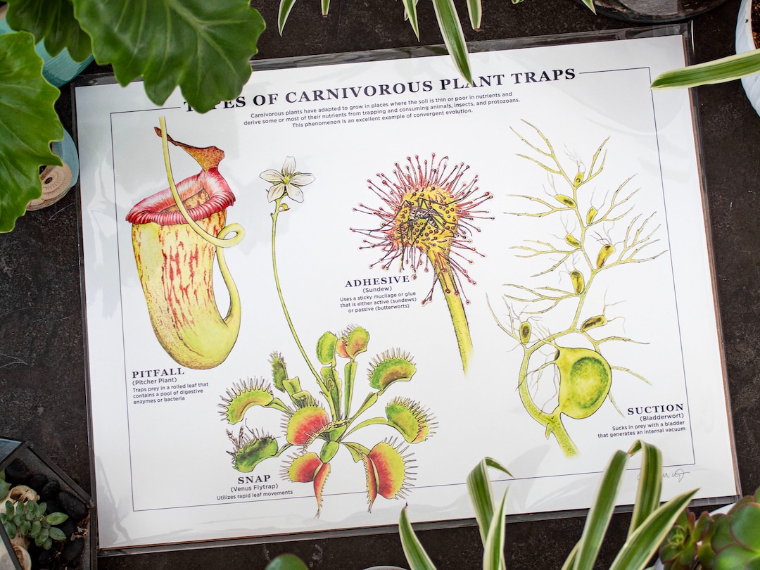 Tipos de trampas para plantas carnívoras Giclee Print 16 x 12 - Etsy México