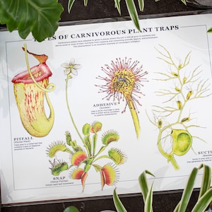 Types of Carnivorous Plant Traps Giclee Print 16" X 12" - Etsy