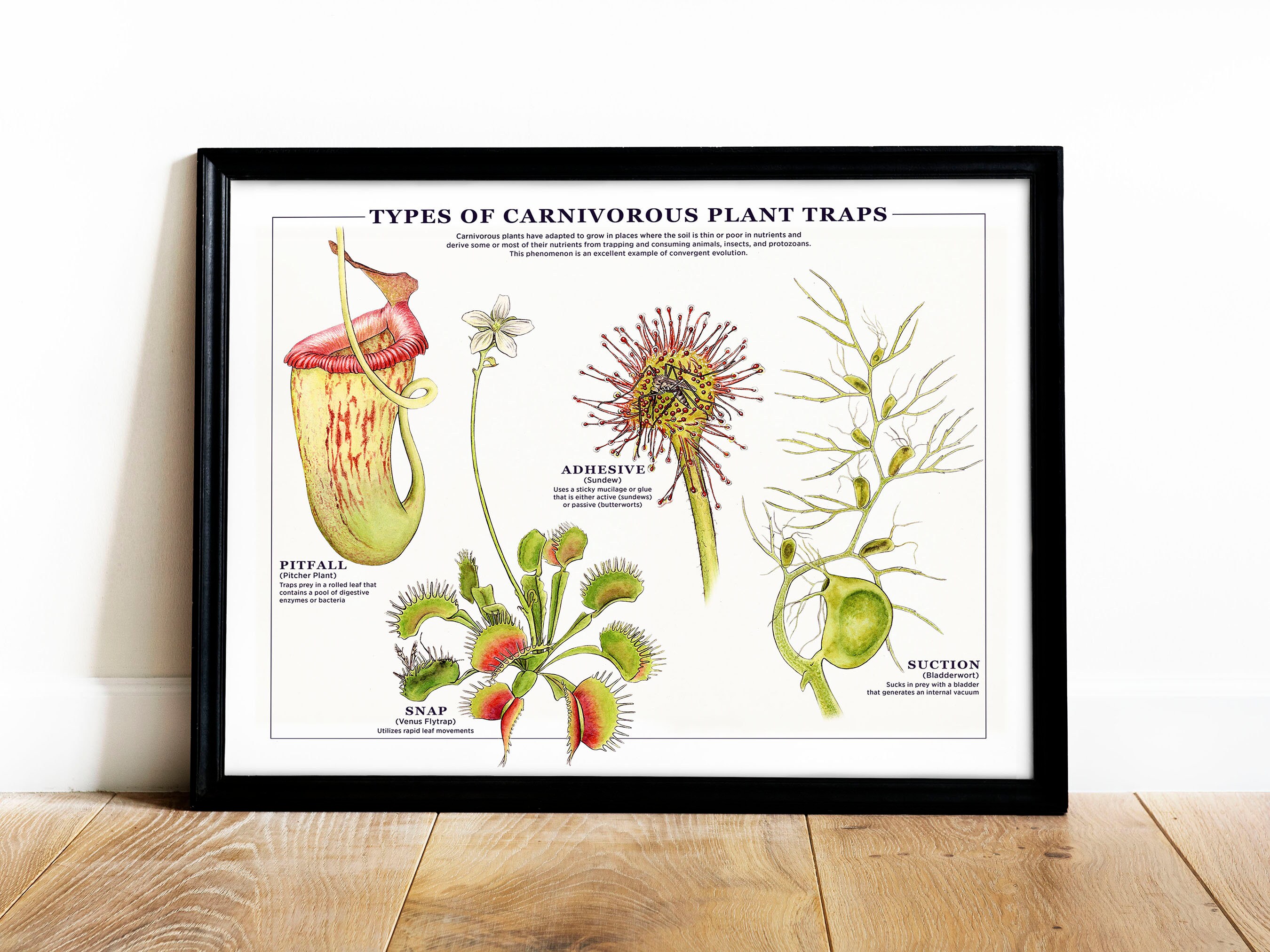 Types of Carnivorous Plant Traps Giclee Print 16" X 12" - Etsy
