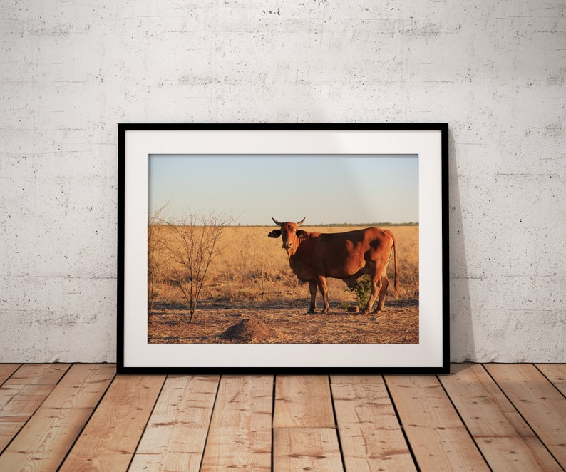 Bull in Field Outback Australia Landscape Photography Poster Print as ...