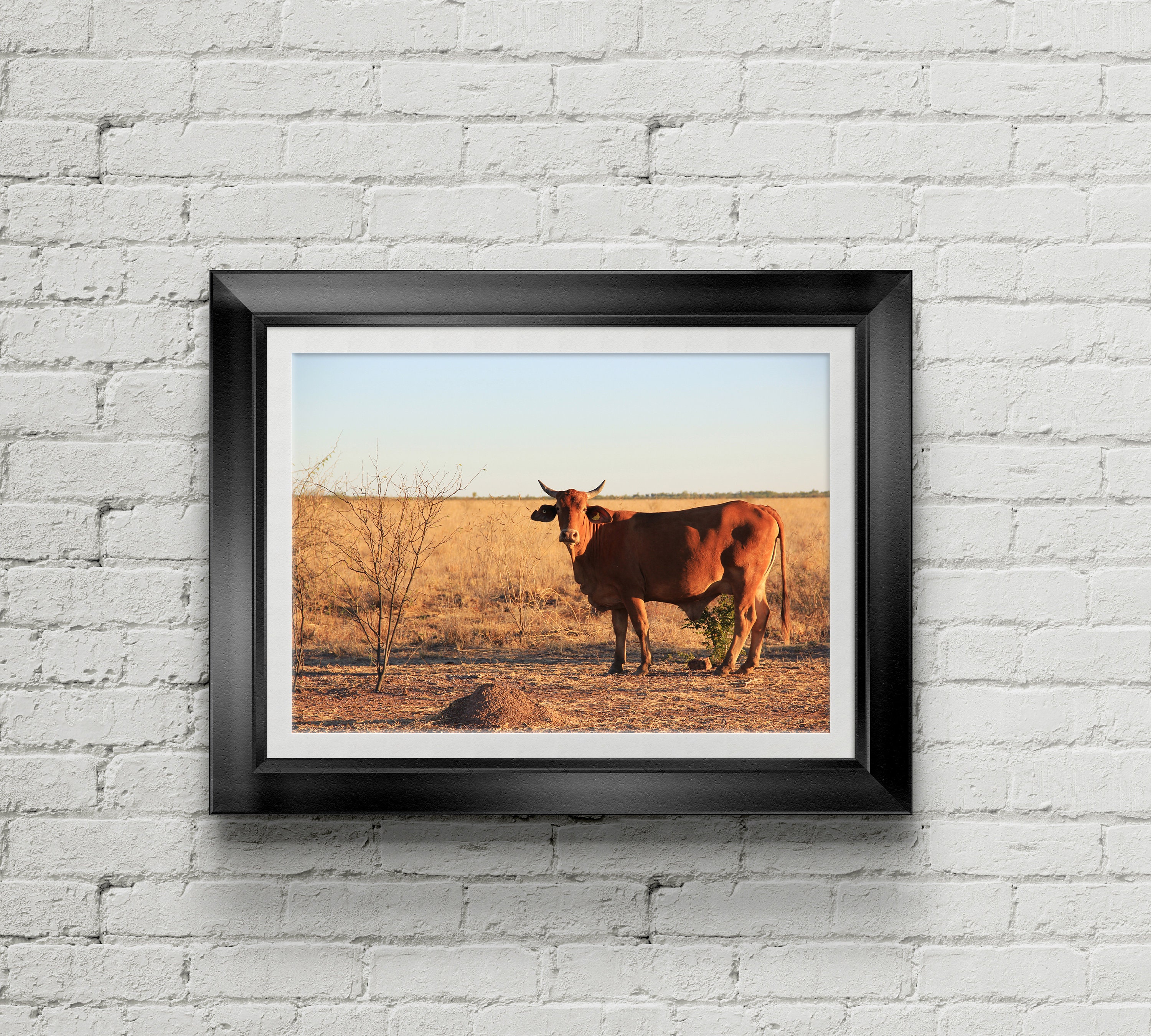Bull in Field Outback Australia Landscape Photography Poster Print as ...
