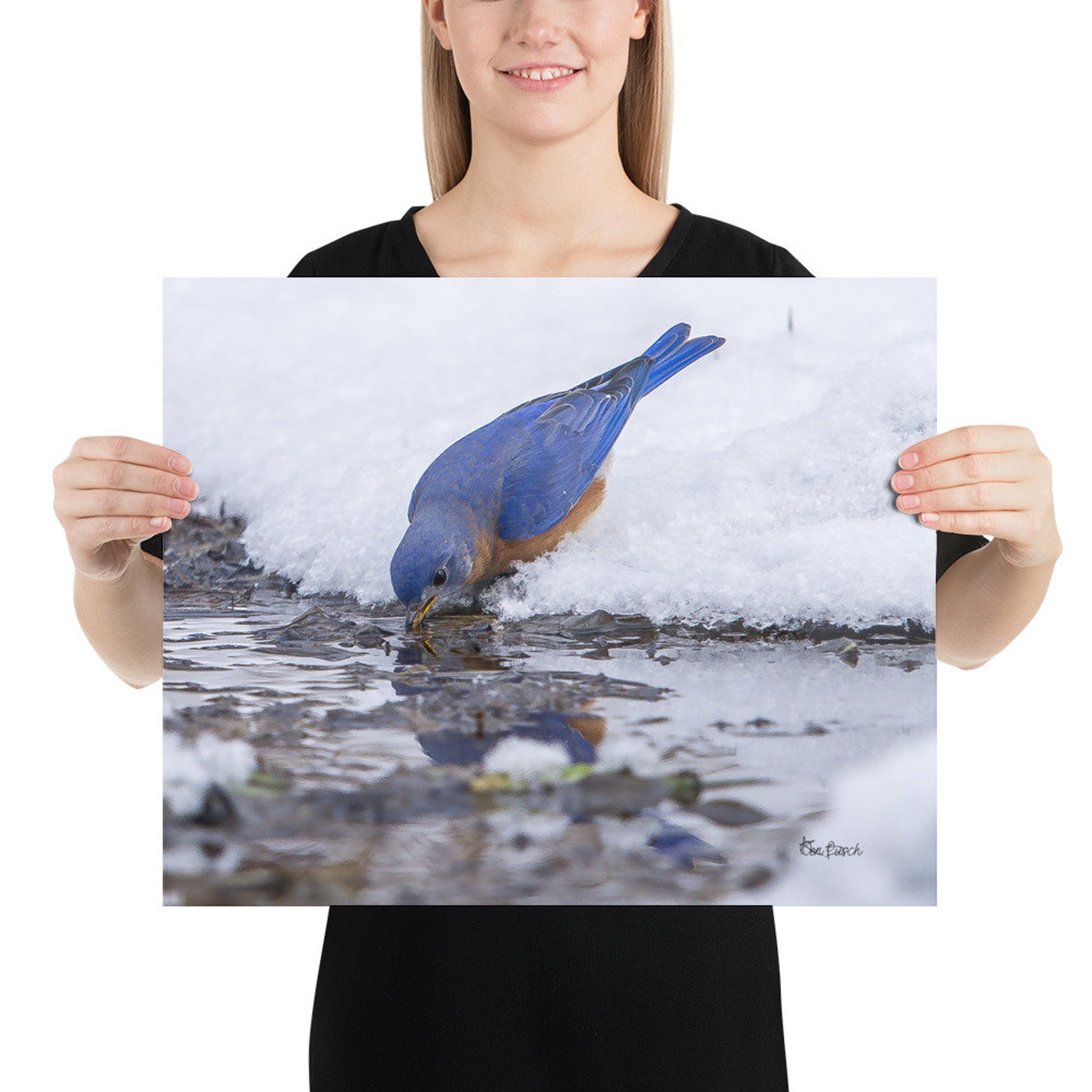 Bluebird at Pond Unmounted Photograph | Bluebird at Pond Unmounted ...