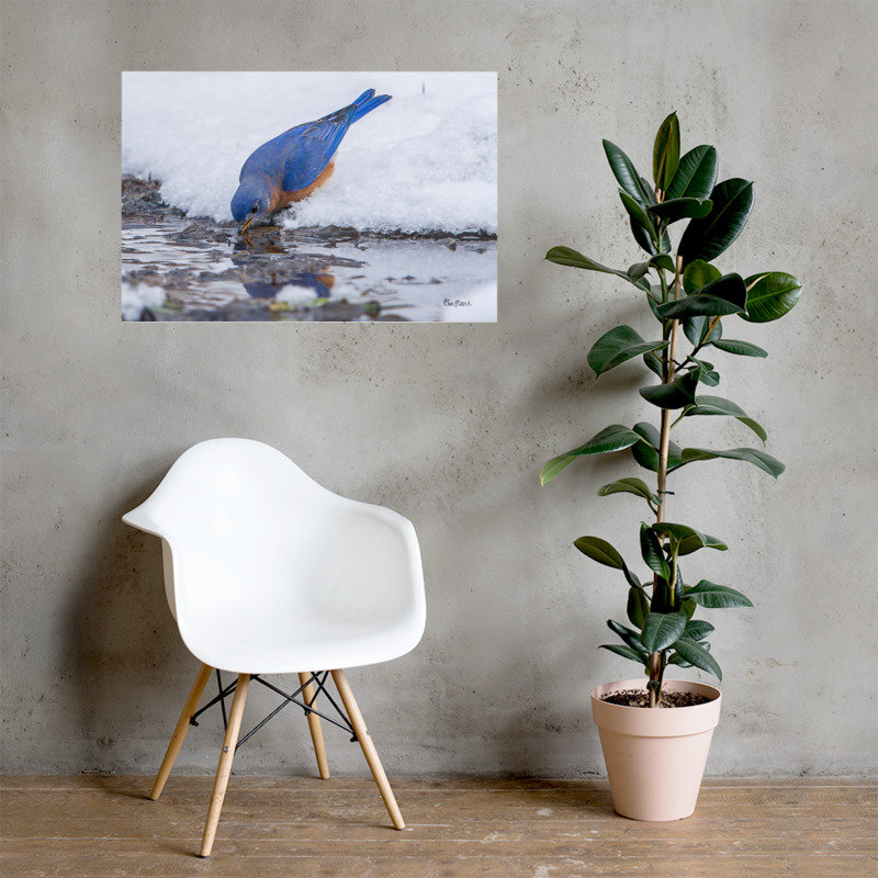 Bluebird at Pond Unmounted Photograph | Bluebird at Pond Unmounted ...