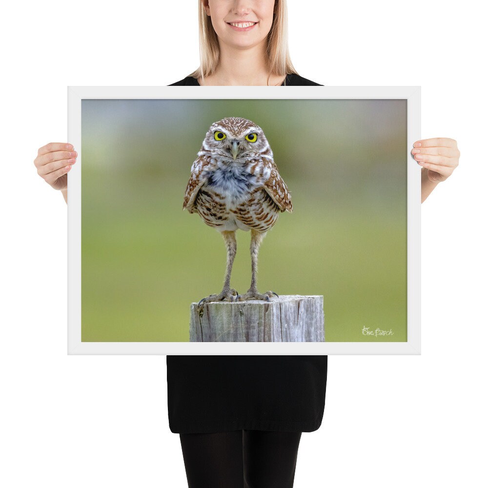 Burrowing Owl Framed Photograph Burrowing Owl Framed Poster - Etsy