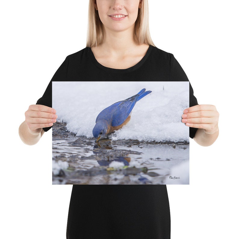 Bluebird at Pond Unmounted Photograph | Bluebird at Pond Unmounted ...