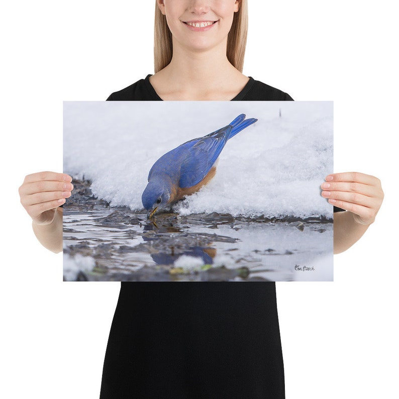 Bluebird at Pond Unmounted Photograph | Bluebird at Pond Unmounted ...