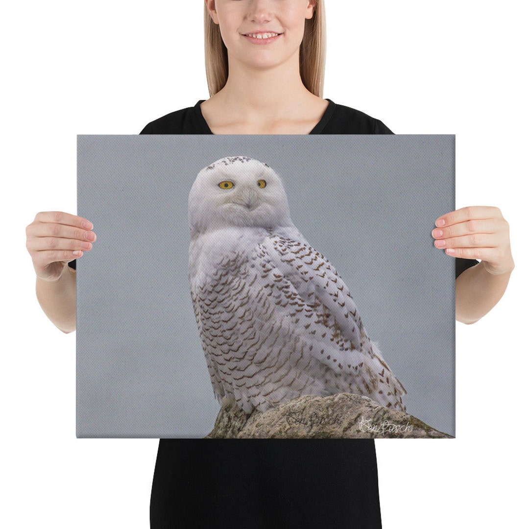 Snowy Owl Canvas Print Wall Art Housewarming Gift - Etsy