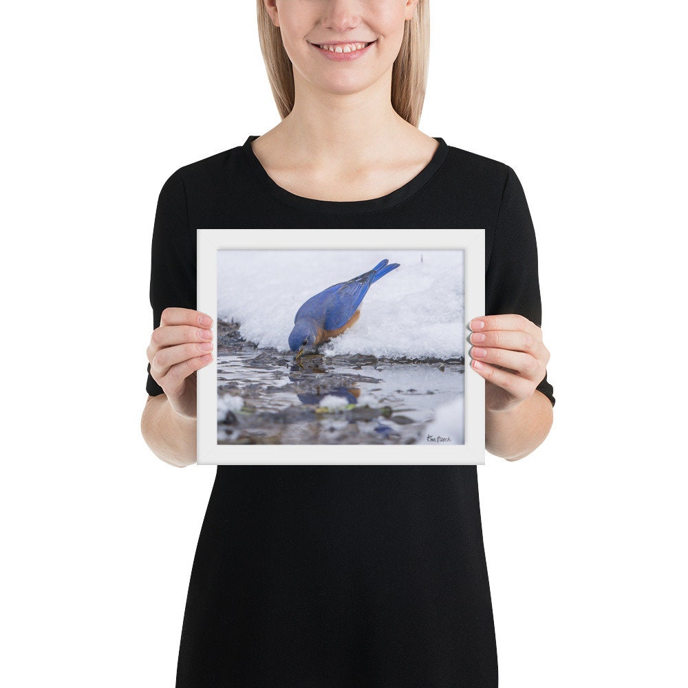 Bluebird at Pond Framed Photograph | Bluebird at Pond Framed Poster ...