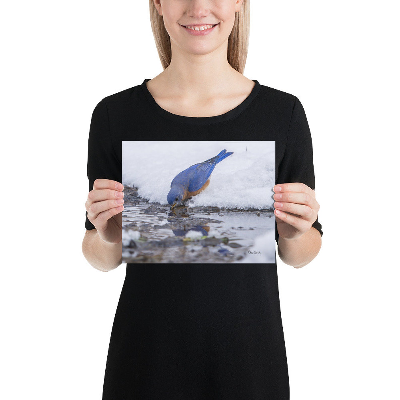 Bluebird at Pond Unmounted Photograph | Bluebird at Pond Unmounted ...