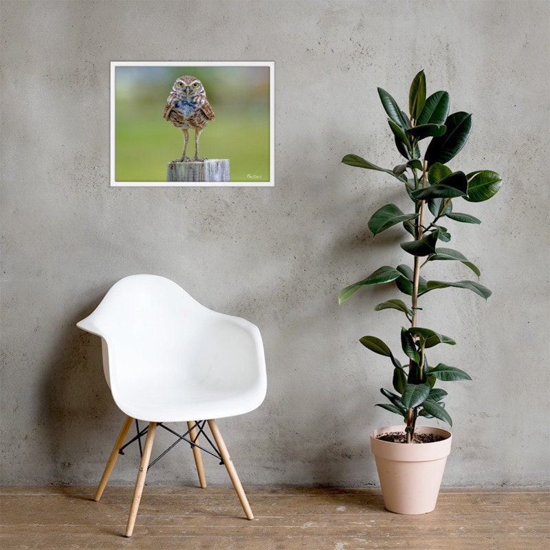 Burrowing Owl Framed Photograph Burrowing Owl Framed Poster - Etsy