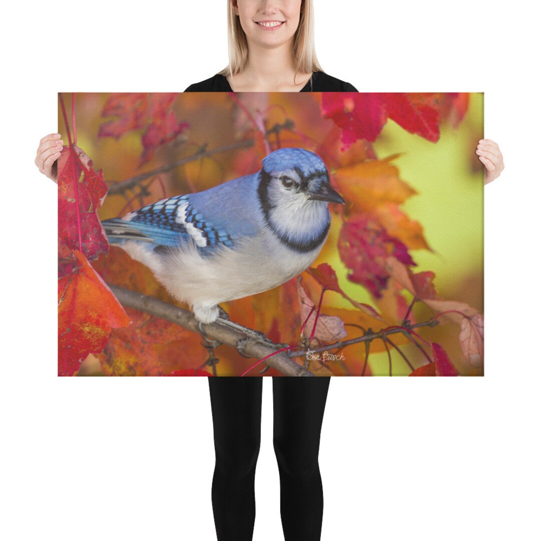 Blue Jay Canvas Print Wall Art - Etsy