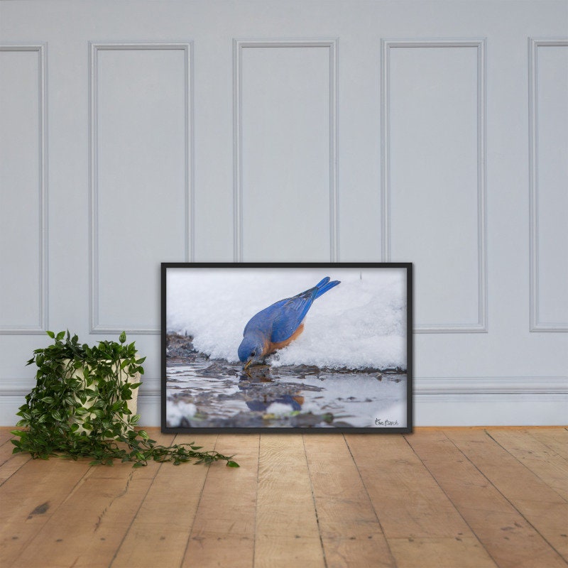 Bluebird at Pond Framed Photograph | Bluebird at Pond Framed Poster ...